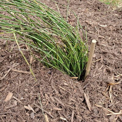 Horsetail Reed, Equisetum Hyemale, Horsetail Reed Grass, Horsetail Reed ...
