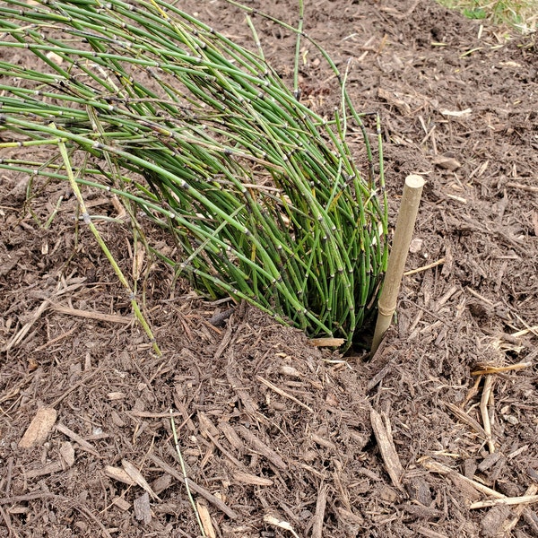 Horsetail Reed, Equisetum Hyemale, Horsetail Reed Grass, Horsetail Reed ...