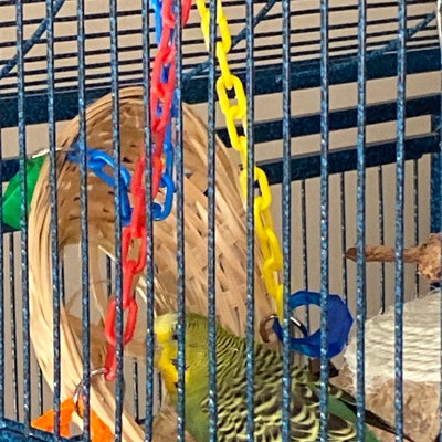 3195 Party Coco Bird Toy - Etsy