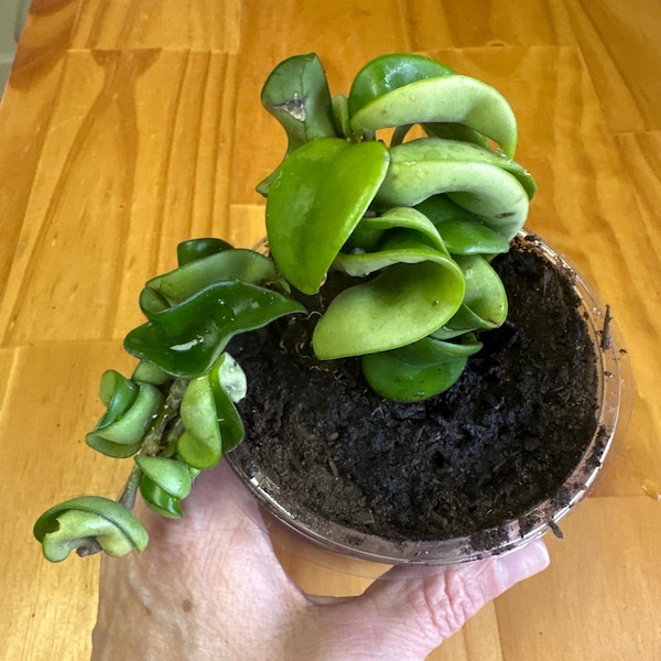 Hoya Hindu Rope, Carnosa Compacta, in a 2 Inch Pot, Live Tiny Mini ...
