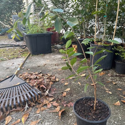 Cinnamon Apple pouteria Hypoglauca/glomerata Plant in 1 - Etsy