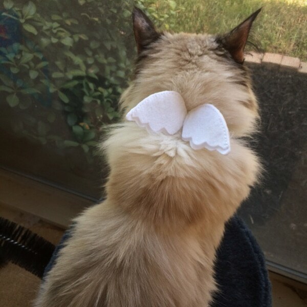 Angel Cat Collar/ Angel Wing Cat Costume-''white+color Option''-wedding ...
