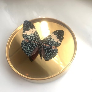 Real Hamadryas Amphinome red Cracker Butterfly - Etsy