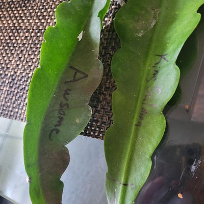 German Empress Epiphyllum 1 Cutting disocactus Phyllanthoides 6 8 ...