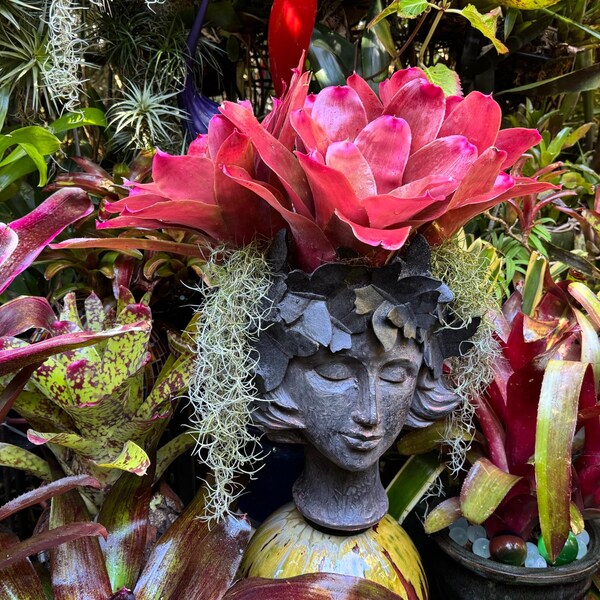 Bromeliad Neoregelia 'magali' - Etsy