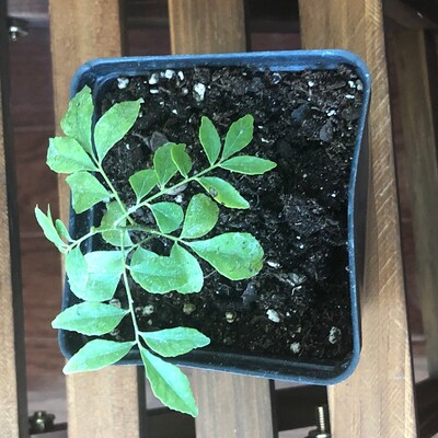 Cymbopogan Marinii Motia Palmarosa Grass Plant in 4 Inch Pot - Etsy