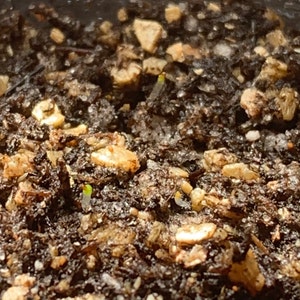 Crassula columnaris / 20 semillas Templo de Buda - Etsy España