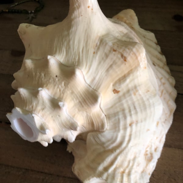 5 Mitra Stictica, Miter Shells - Etsy