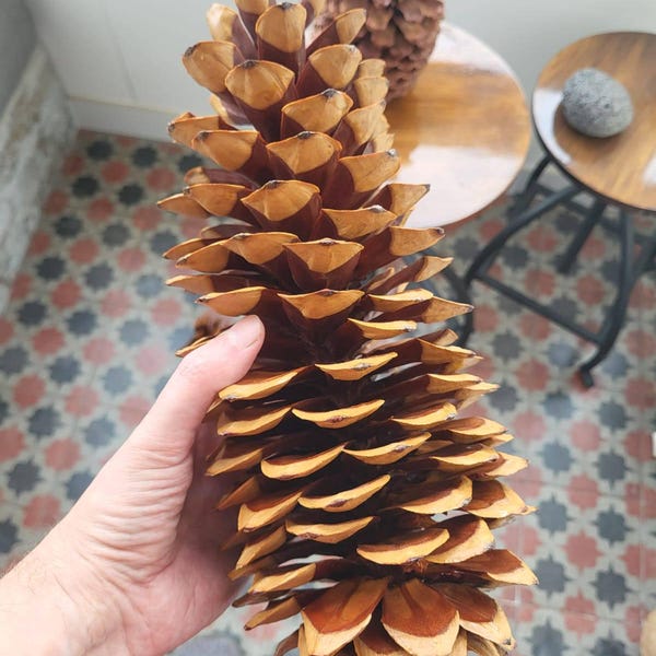 Sugarpine Pincone Extra Large - Etsy