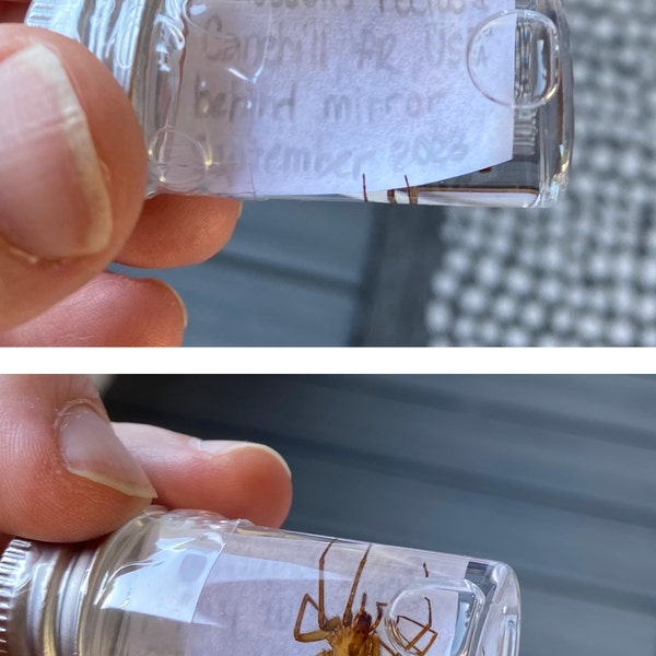 Brown Recluse loxosceles Reclusa, Wet Preserved Arthropod Specimen - Etsy