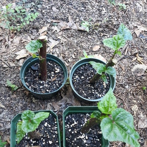 5 Bele Abelmoschus Manihot Edible Hibiscus Tonga Spinach Cuttings FROM ...