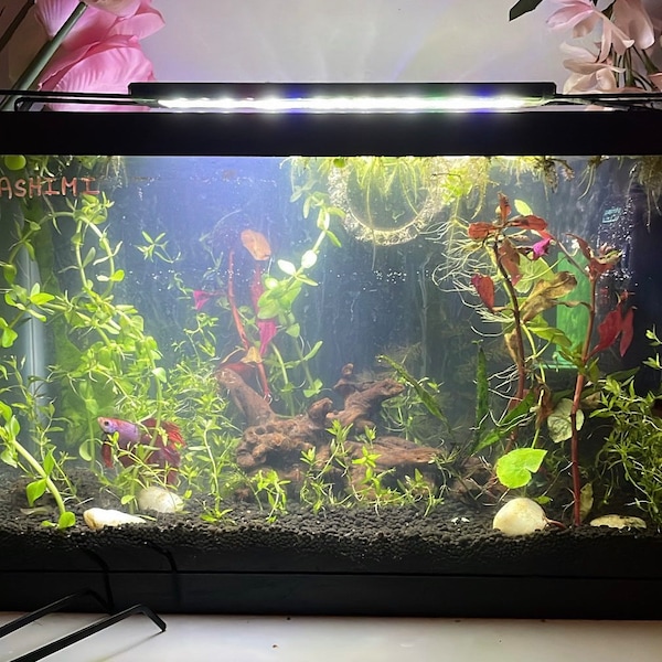 Bog Wood / Aquarium Décor / Terrarium / Reptile Tank / Aquascaping ...