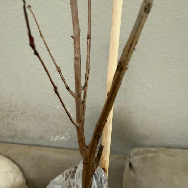 Athens Blue Princess Glory Bush Plant~~tibouchina Urvilleana~small ...