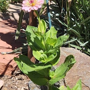 Marigold African Moonlight 50 Seeds Heirloom Flower - Etsy