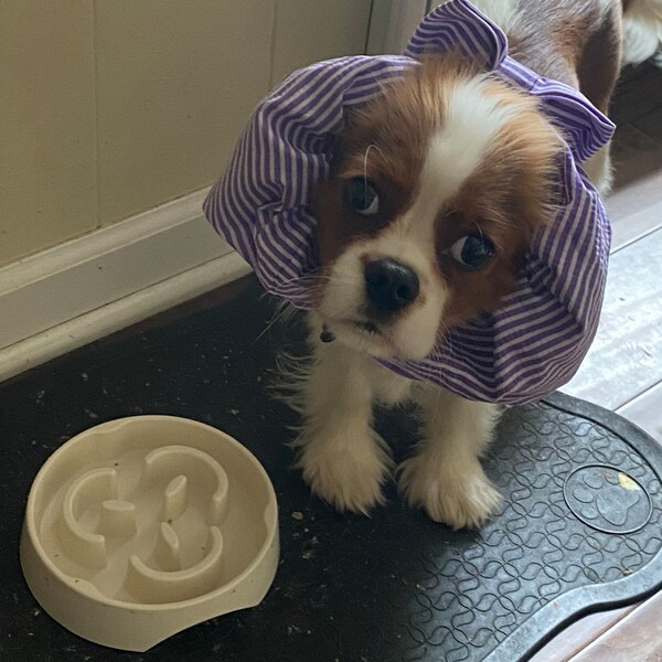 Adjustable Dog Snood: THANKSGIVING TURKEY TROT Snood to Protect Long ...