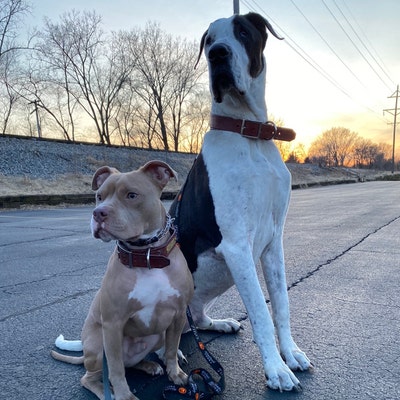 Leather Safety 1.5 Collar for Hunting Dog / Outdoor Dog, Hunting Dog ...