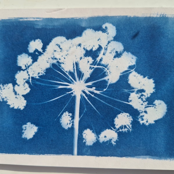 Cyanotype Kit: Easy to Use Sun Printing Kit by Daisy Bow Craft - Etsy