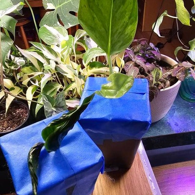 Teruno Venus Pothos cutting Pic 3 - Etsy