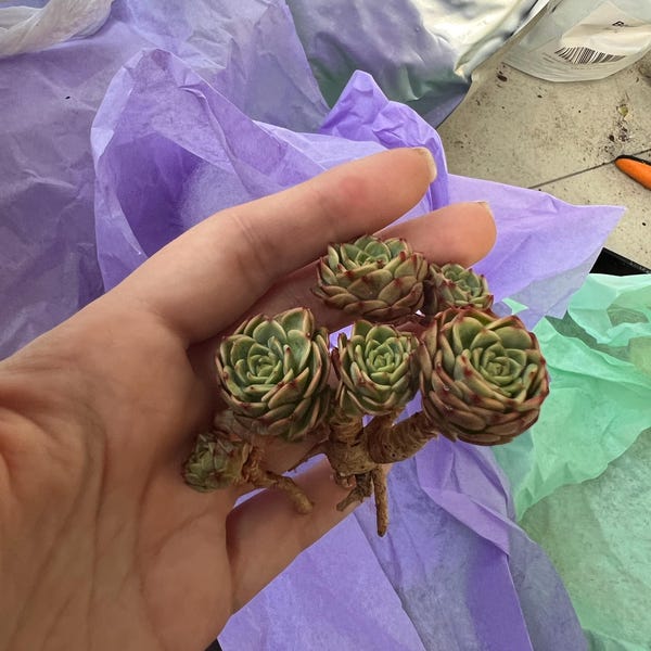 Haworthia Picta Metallic Red - Etsy