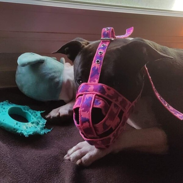 Pitbull Amstaff Muzzle With an Additional Strap , Dog Muzzle, Nylon ...