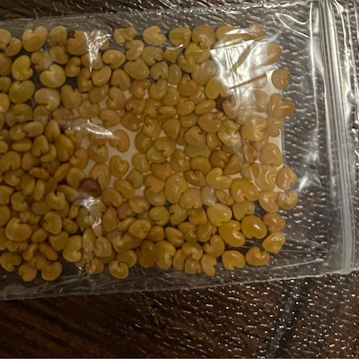 Semillas De Loroco/loroco Seeds - Etsy