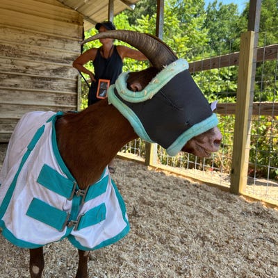 Goat/sheep Fly Masks With & W/o Horns Dual Adjustable Made to Order - Etsy
