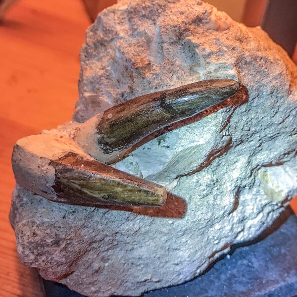 Realistic Casting of a Triceratops Digit With a Real Frill Bone - Etsy