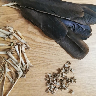 Ten Assorted Wild Bird Feet for Art and Craft Projects - Etsy