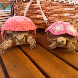 Tortoise Sweater Dinosaur Stegosaurus Cozy for Tortoises - Etsy