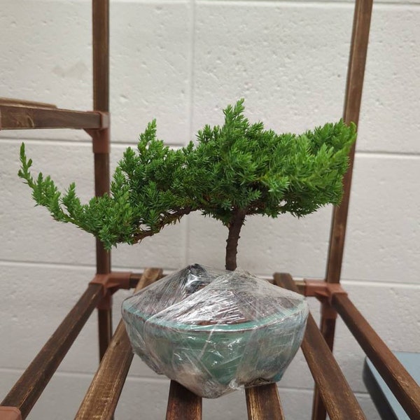 Orchid Plant LIVE Rlc. Amazing Thailand 'rainbow' Rare BLOOMING SIZE ...