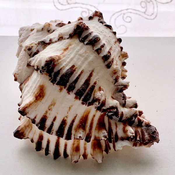 Black Murex Sea Shell - Etsy