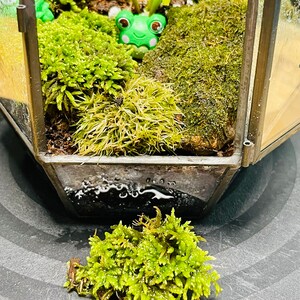 Star Moss Tortula Ruralis | Etsy