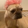 Pink Color Wig /pet Wig for Dog or Cat /halloween Pet Wig /halloween ...