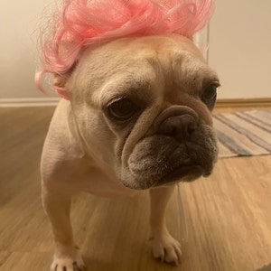 Pink Color Wig /pet Wig for Dog or Cat /halloween Pet Wig /halloween ...