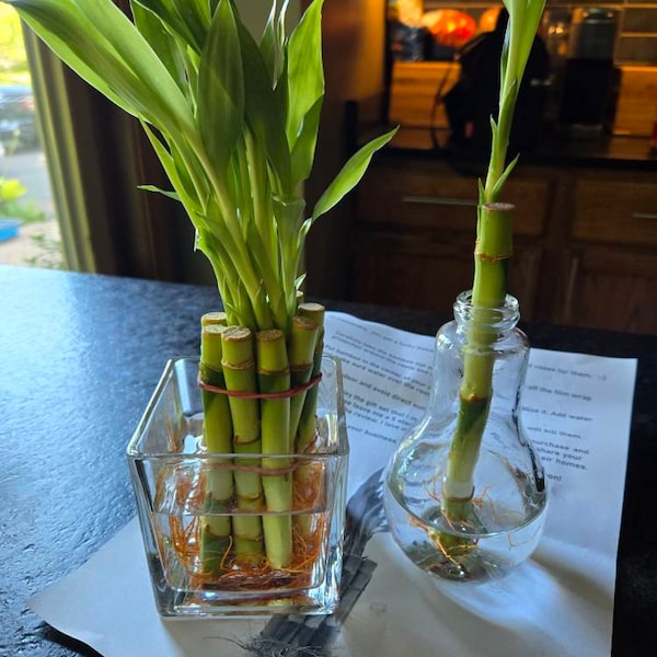 Love & Light Dimmable Tap Lamp LED Night Light With Rechargeable ...