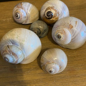 APRICOT & SAPPHIRE Jumbo-sized Northern Moon Snail Shell, Colorful ...