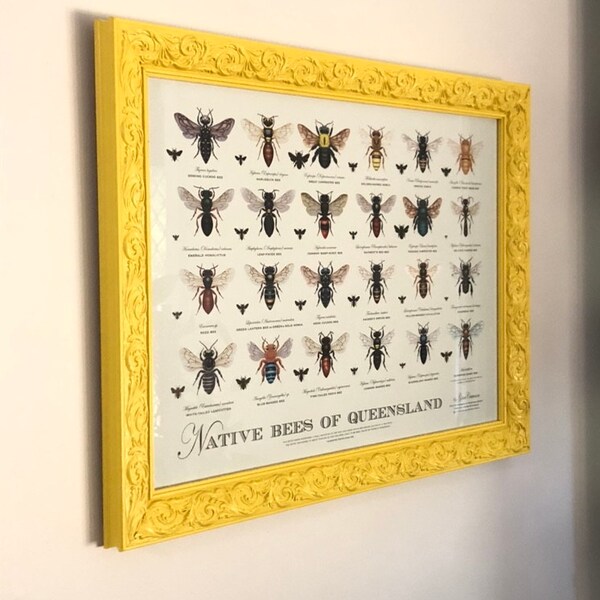 Native Bees of Queensland Poster (third Edition) - Etsy Australia