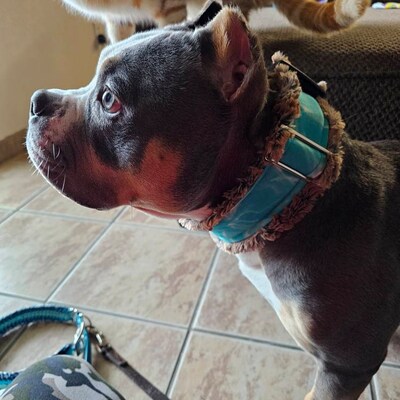 Bold and Bright Ring Lead With Tug Agility Lead-barn Hunt Lead Fyball ...