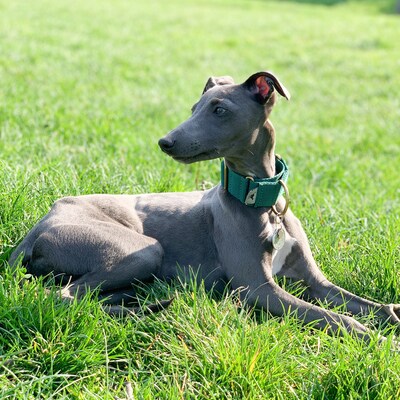Emerald 'atacama' Whippet Greyhound Italian Lurcher Sighthound ...