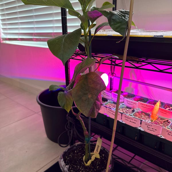 Donnie Avocado Tree , Grafted in 6" Pot - Etsy