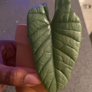 Alocasia Platinum bisma Starter Plant ALL STARTER PLANTS Require You to ...