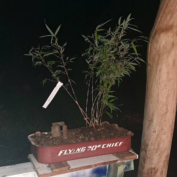 Fargesia Rufa Bamboo – 3 Pack of Live 'sunset Glow' Bamboo Plants ...