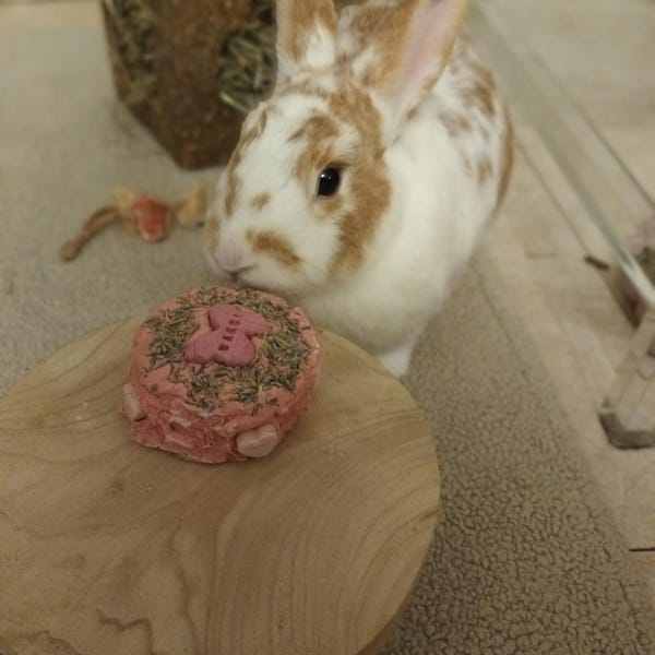 Cute Dreamy Mix, Rabbit Treats, Pet Bunny Treats, Small Animal Treats ...