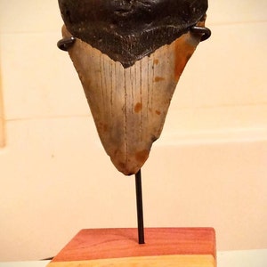 Large Megalodon Shark Tooth Stand Shark Teeth Stand Custom | Etsy