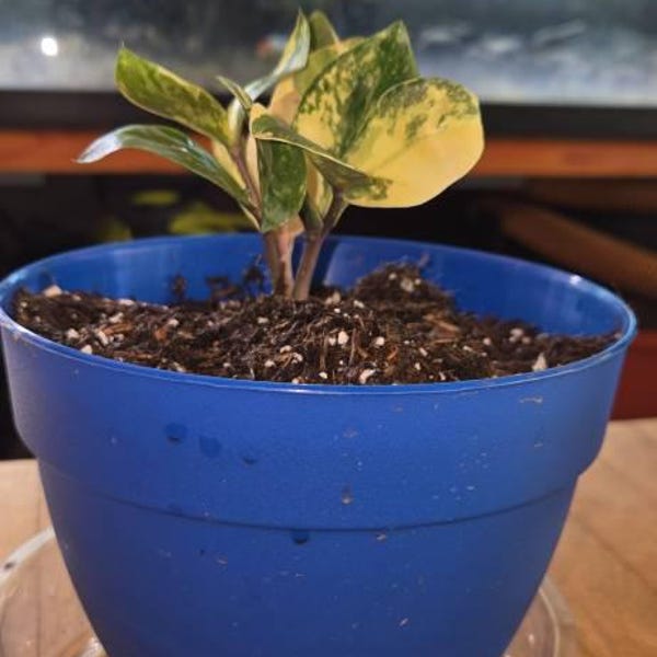 Epi Pinnatum Yellow Flame - Rare - Tropical House Plant - in Moss - Etsy