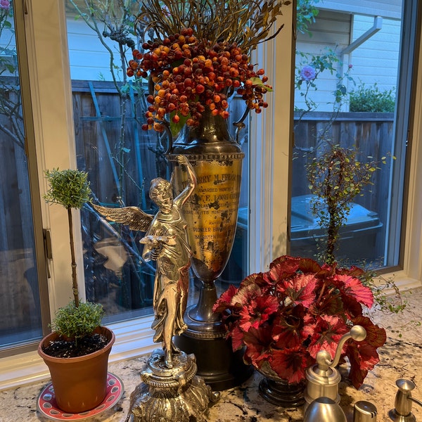 Variegated Scented Geranium Topiary 6" Pot Braids and Twists - Etsy