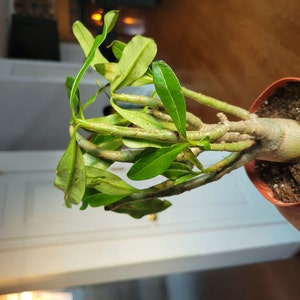 Syngonium Chiapense 'frosted Heart' 3 Leaf 2 From Myplants - Etsy