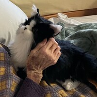 SEEU & Chongker He Hua Super Lifelike Plush Panda Dollpanda Fans Can't ...