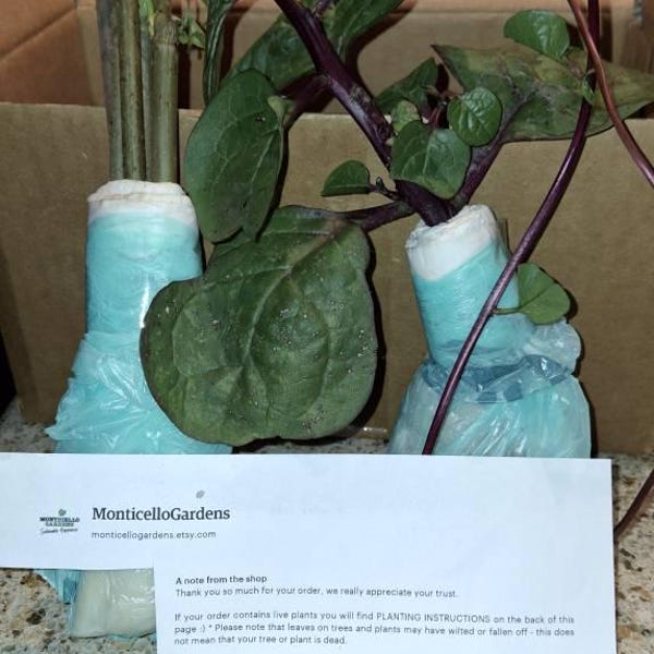 Luna & Moth Food - Sweet Gum Leaves- Liquidambar Styraciflua - Host ...