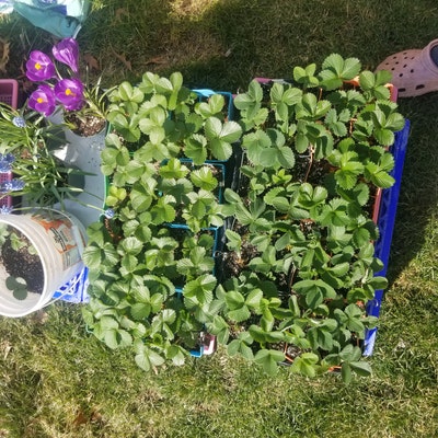 3 Raspberry Plants royalty Purplelarge, High-quality Fruit 3 Large 1 ...